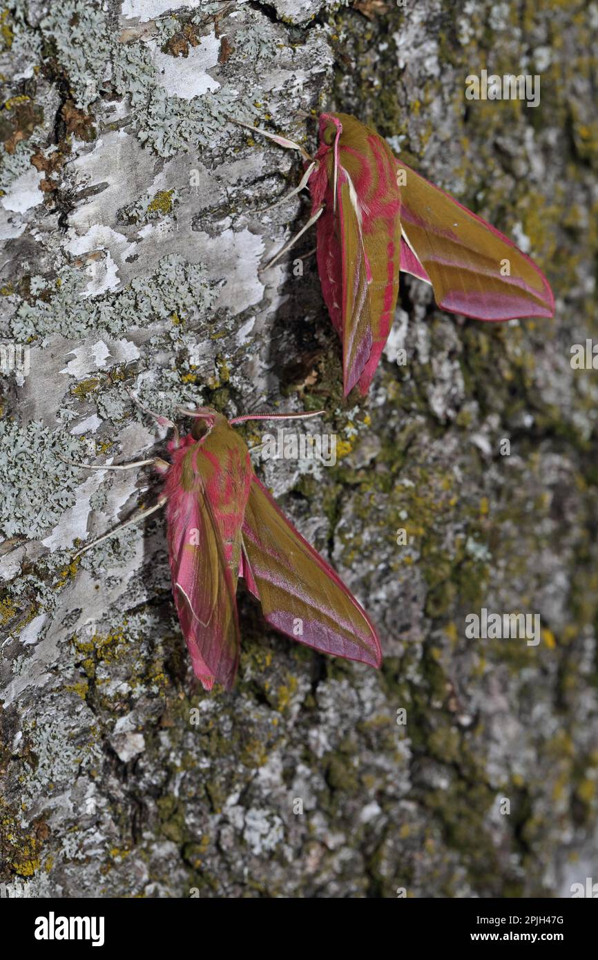 Pink hawk moth hi-res stock photography and images - Alamy