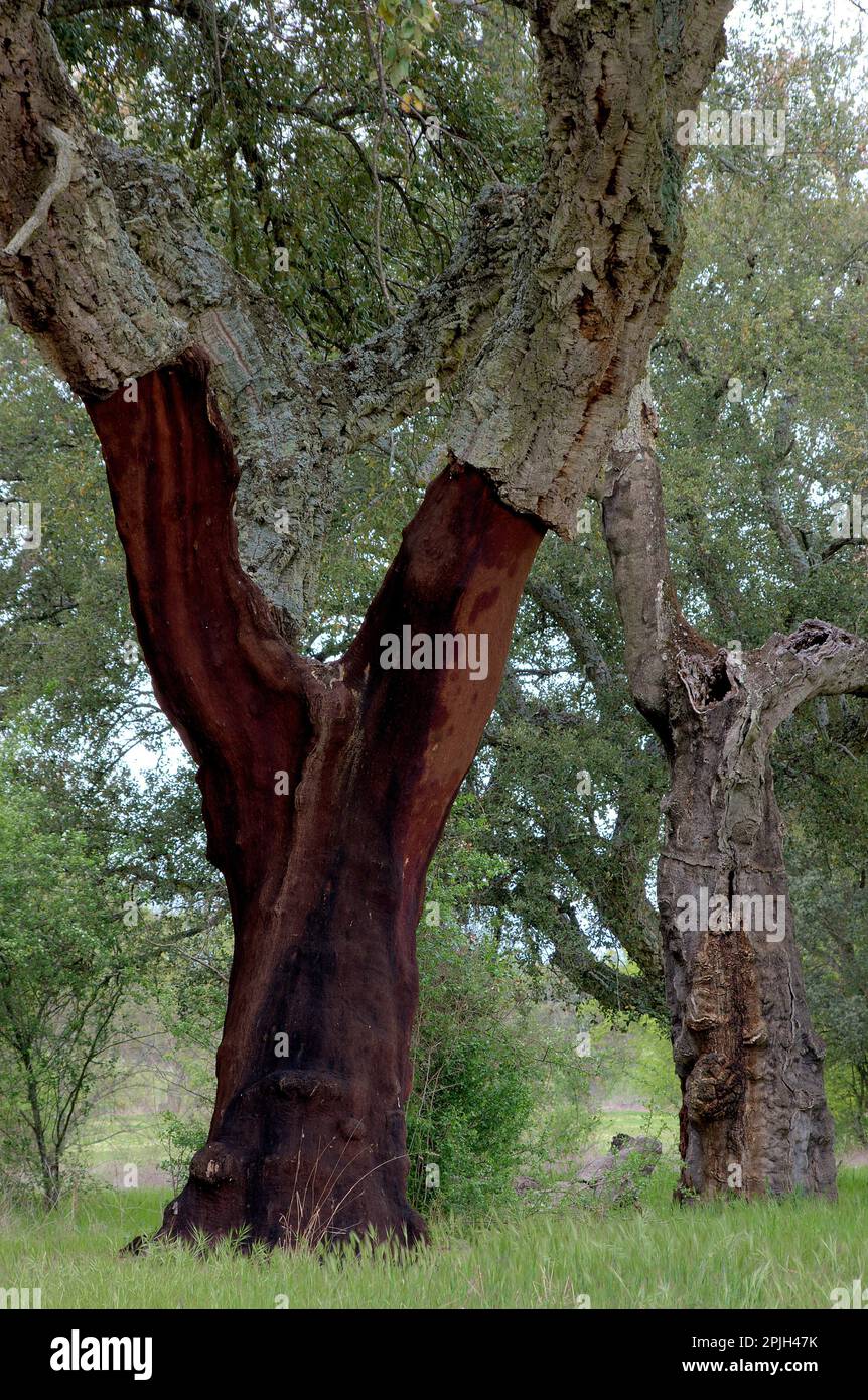 Cork oak (Quercus suber) in Extremadura, Spain Stock Photo - Alamy