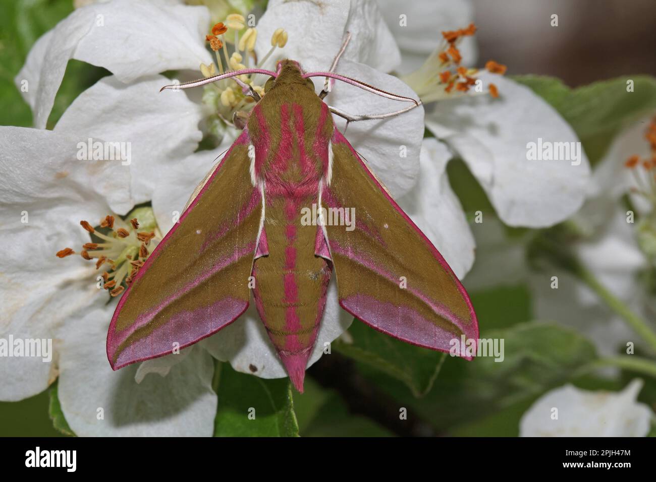 Elephant hawk-moth (Deilephila elpenor Stock Photo - Alamy