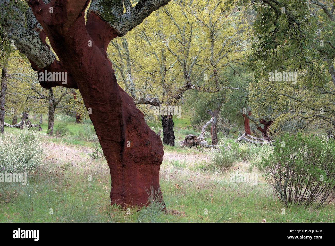 Cork oak (Quercus suber) in Extremadura, Spain Stock Photo - Alamy