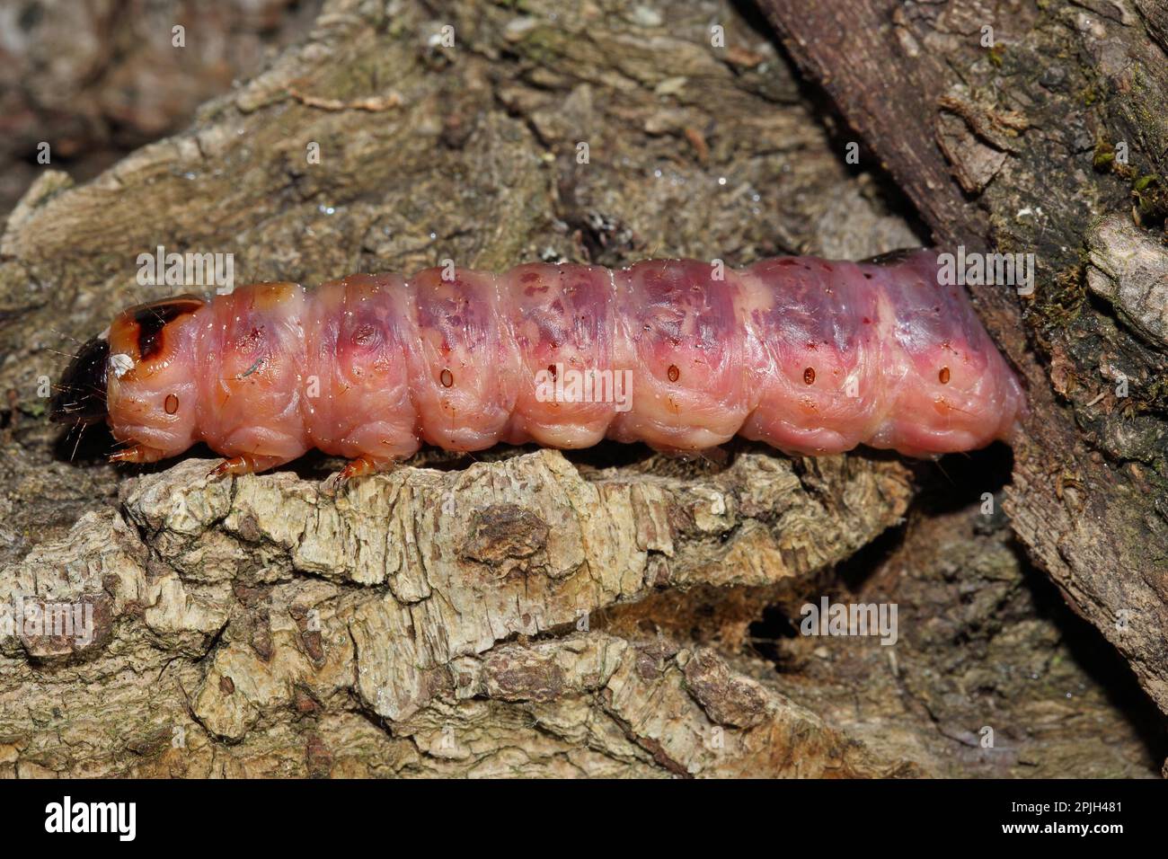 The goat moth caterpillar hi-res stock photography and images - Alamy