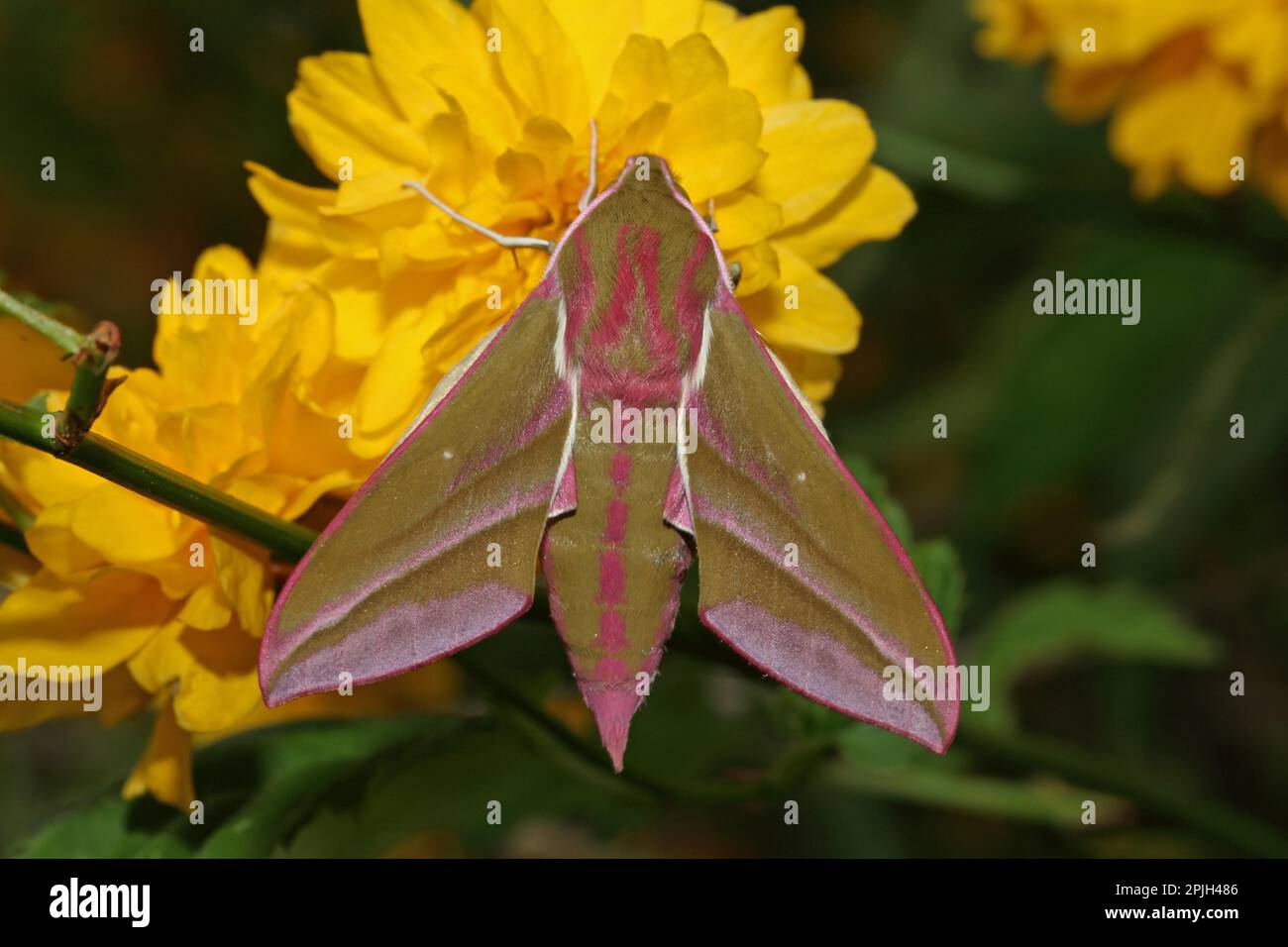 Moth adult elephant hawk moth hi-res stock photography and images - Alamy