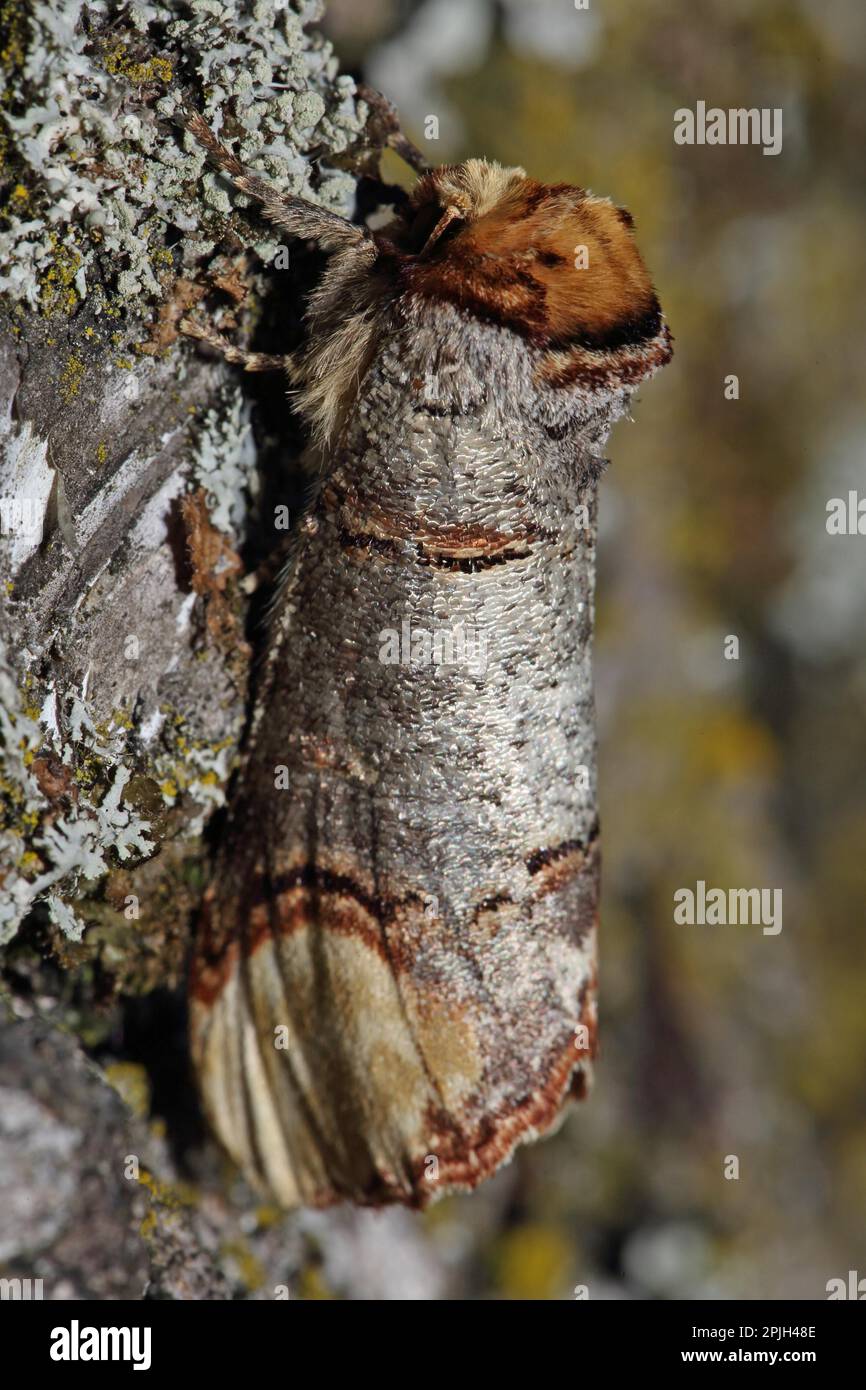 Buff tip (Phalera bucephala Stock Photo - Alamy
