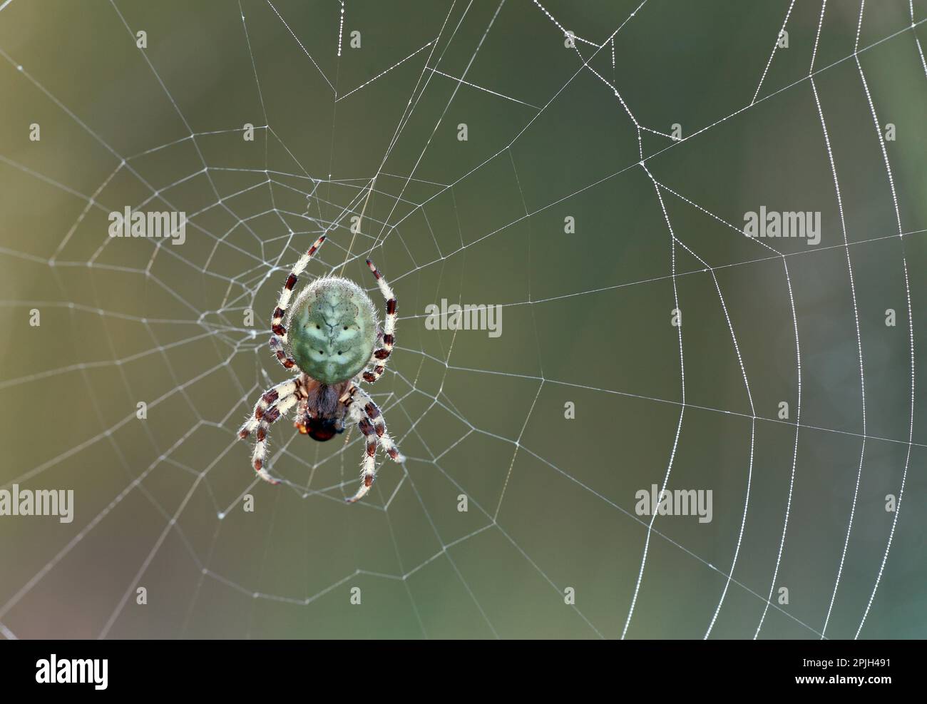 Four-spot orb weaver (Araneus quadratus Stock Photo - Alamy