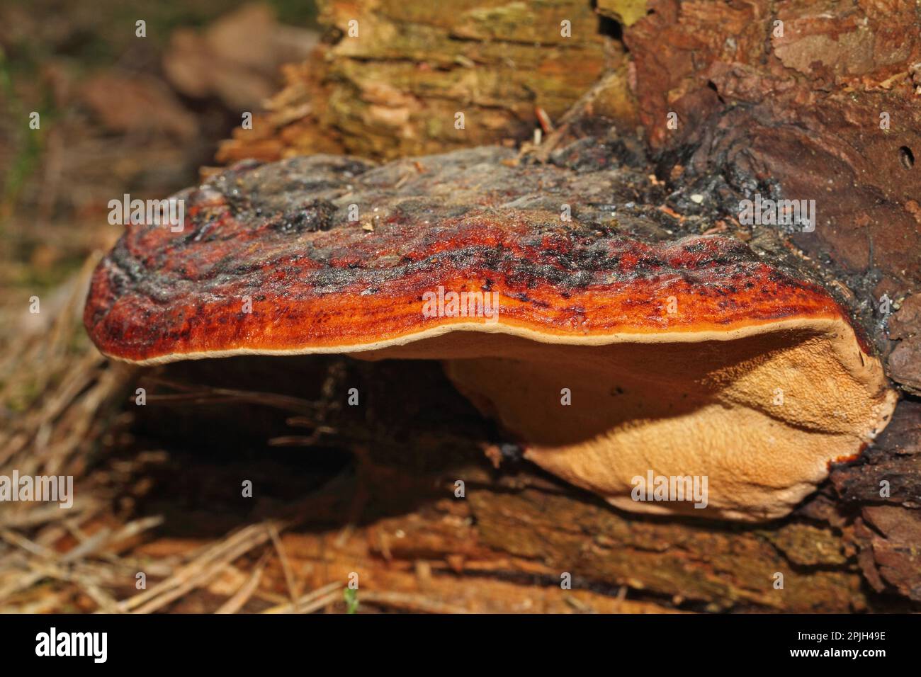 Red Banded Polypore (Fomitopsis pinicola Stock Photo - Alamy