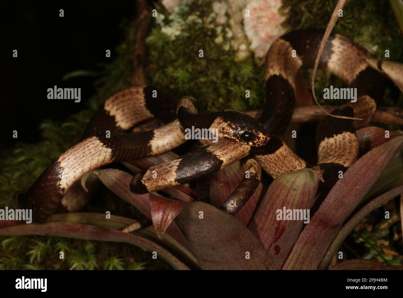 Jungle snake hi-res stock photography and images - Alamy