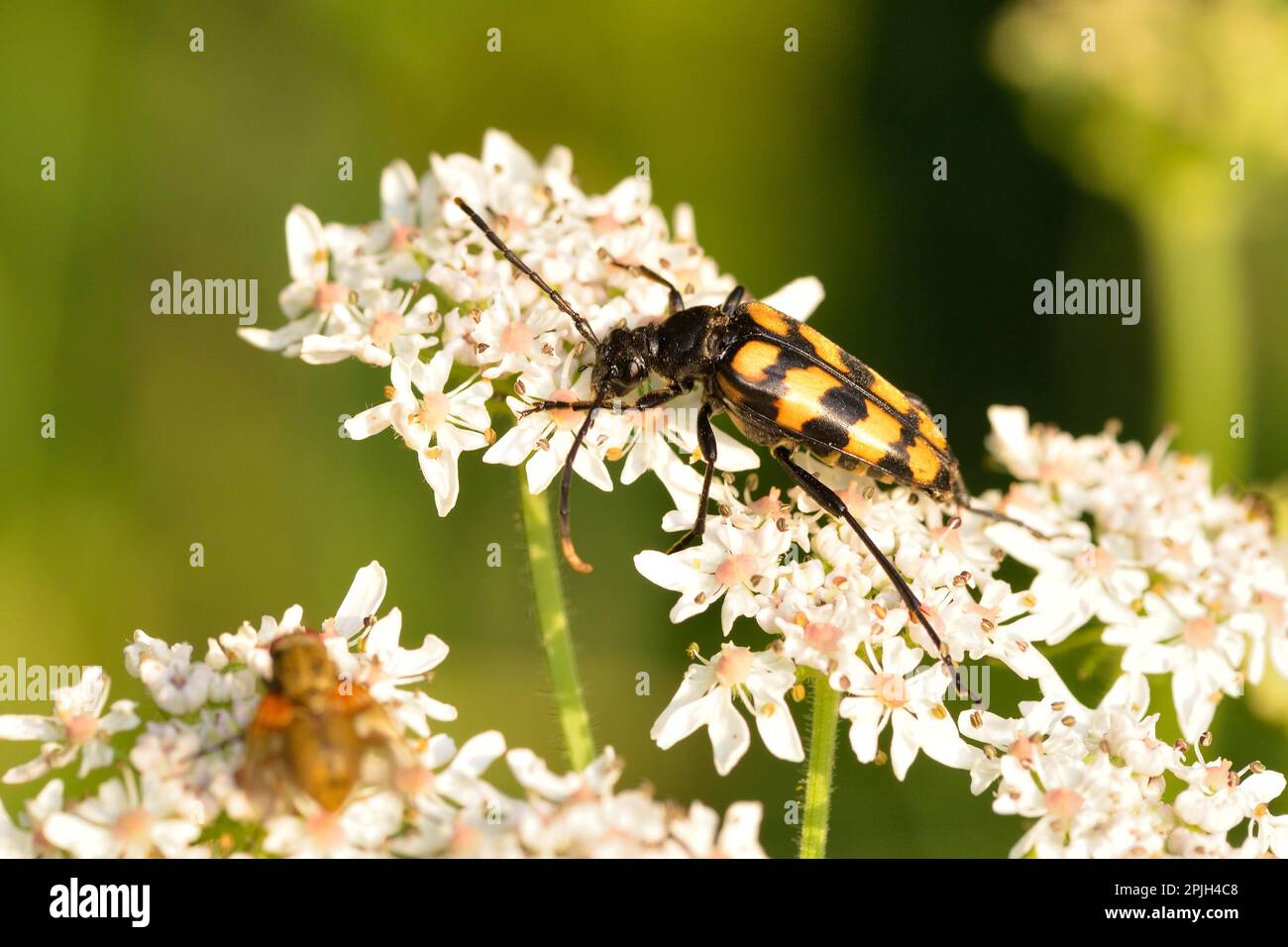 Insect hair long hi-res stock photography and images - Alamy
