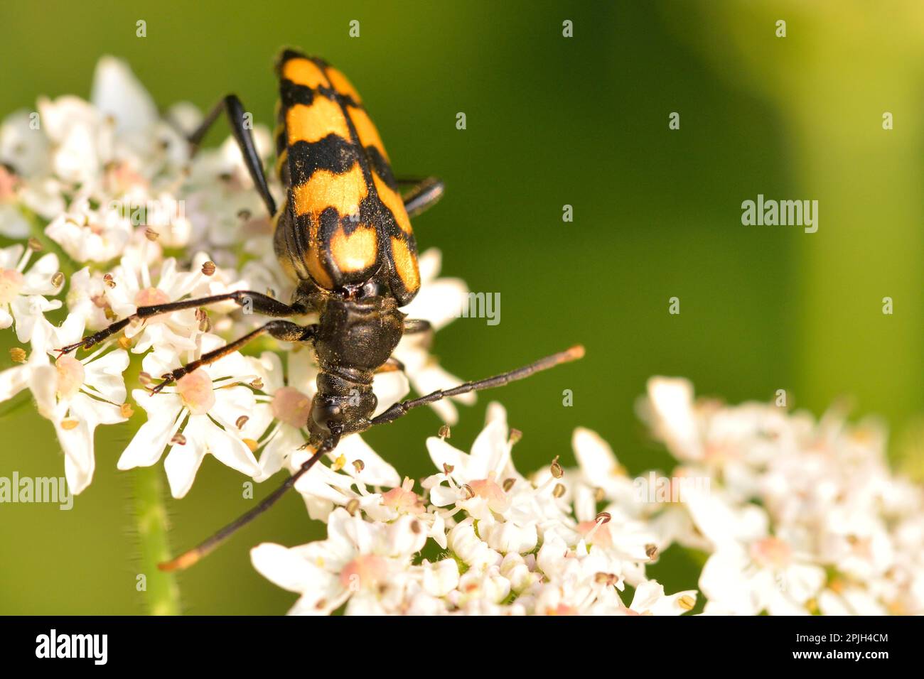 Beetle hair hi-res stock photography and images - Alamy