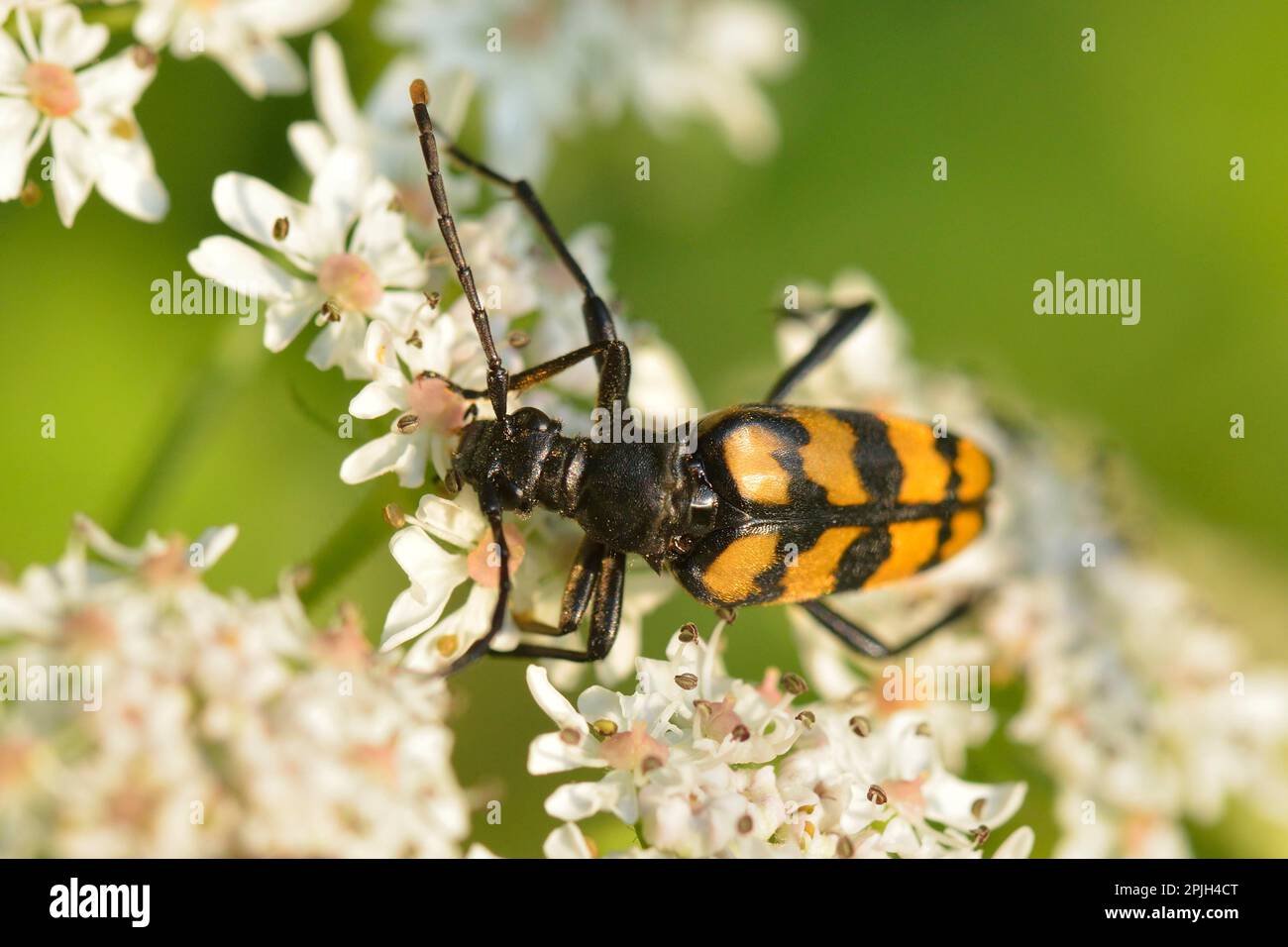 Four-banded long-hair beetle Stock Photo - Alamy