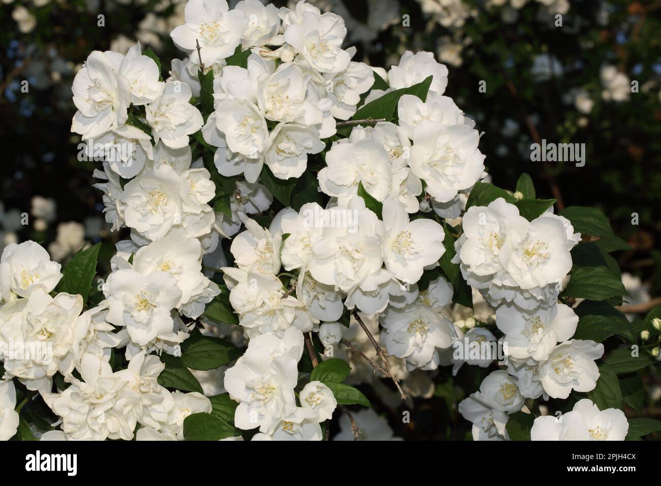 Common jasmine (Jasminum officinale Stock Photo - Alamy Common jasmine (Jasminum officinale Stock Photo - Alamy