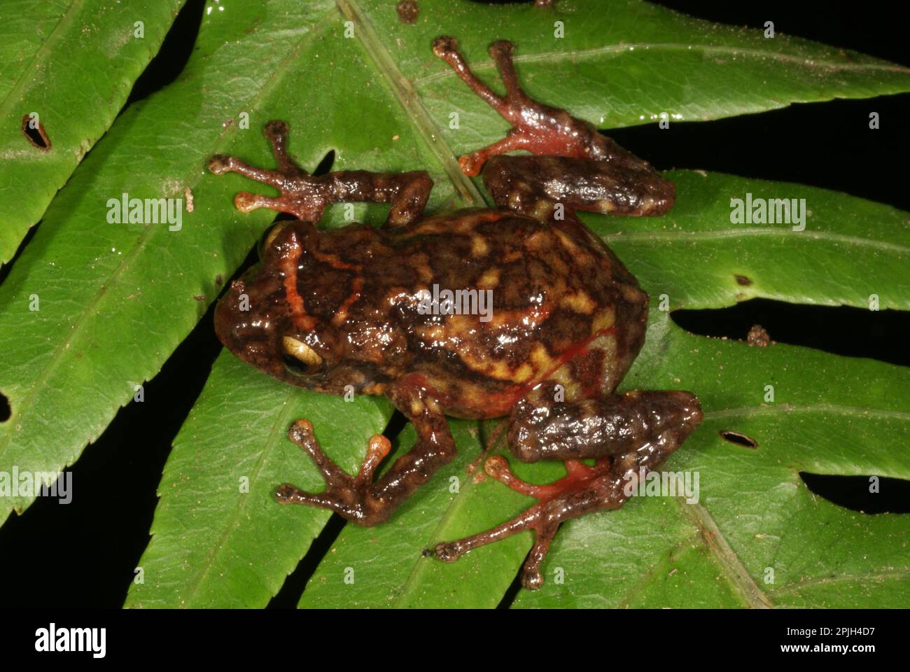 Fire frog hi-res stock photography and images - Alamy