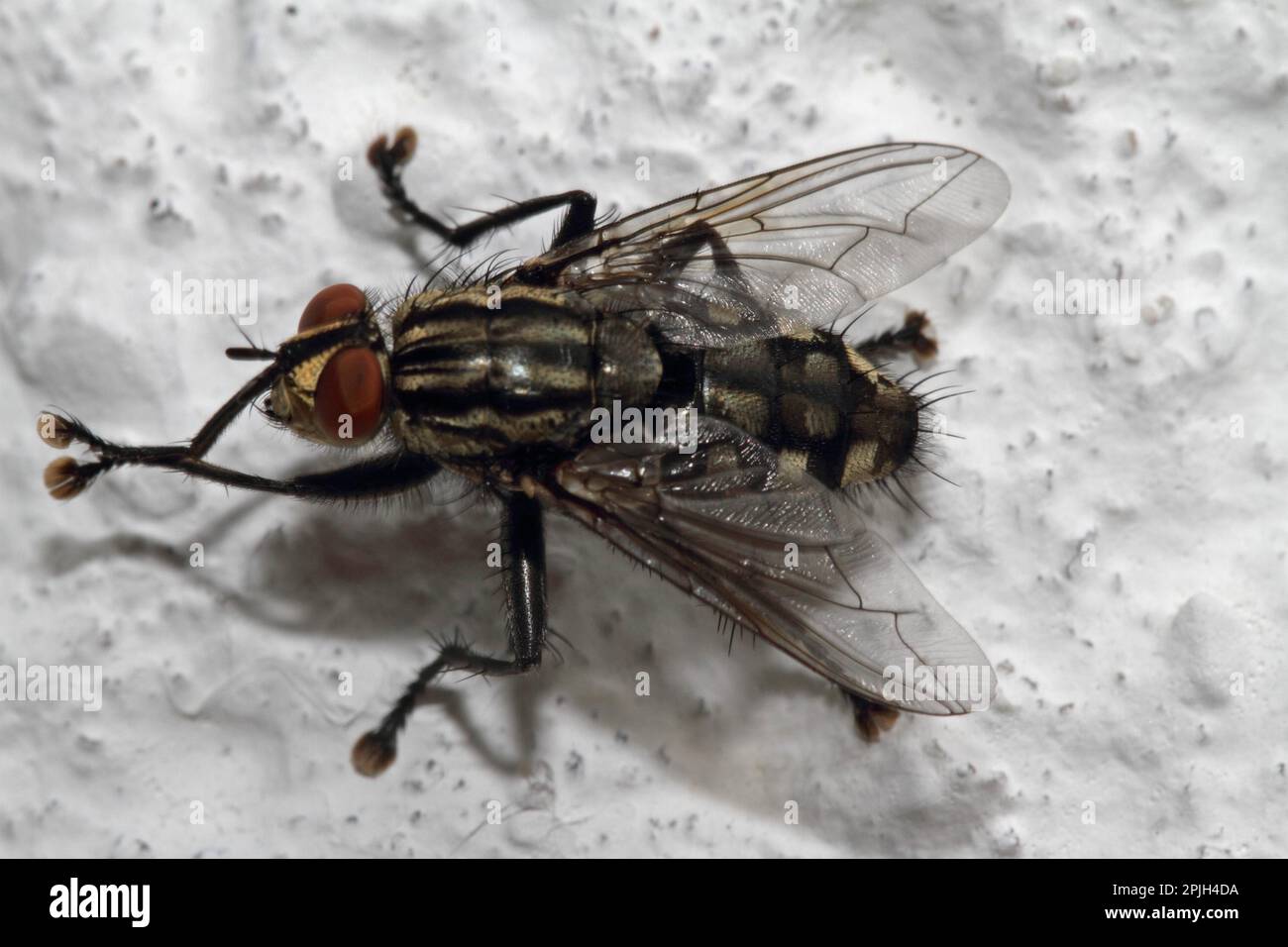 Grey flesh fly hi-res stock photography and images - Alamy