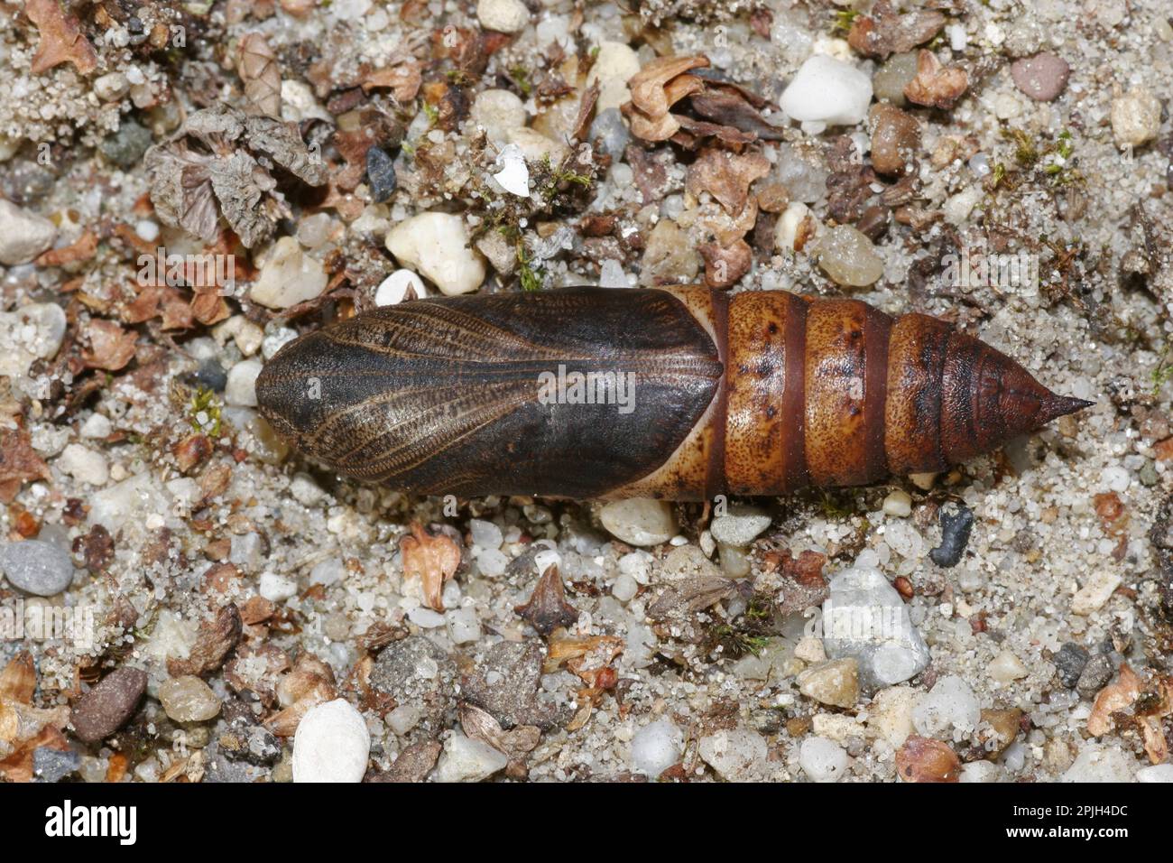 Bedstraw hawk-moth (Hyles gallii), chrysalis Stock Photo - Alamy