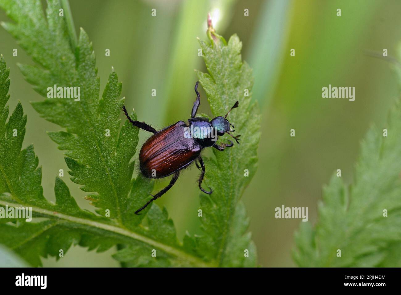 Garden leaf beetle Stock Photo - Alamy