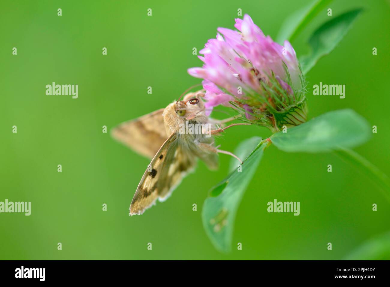 Cardoon Sun Owl Stock Photo - Alamy