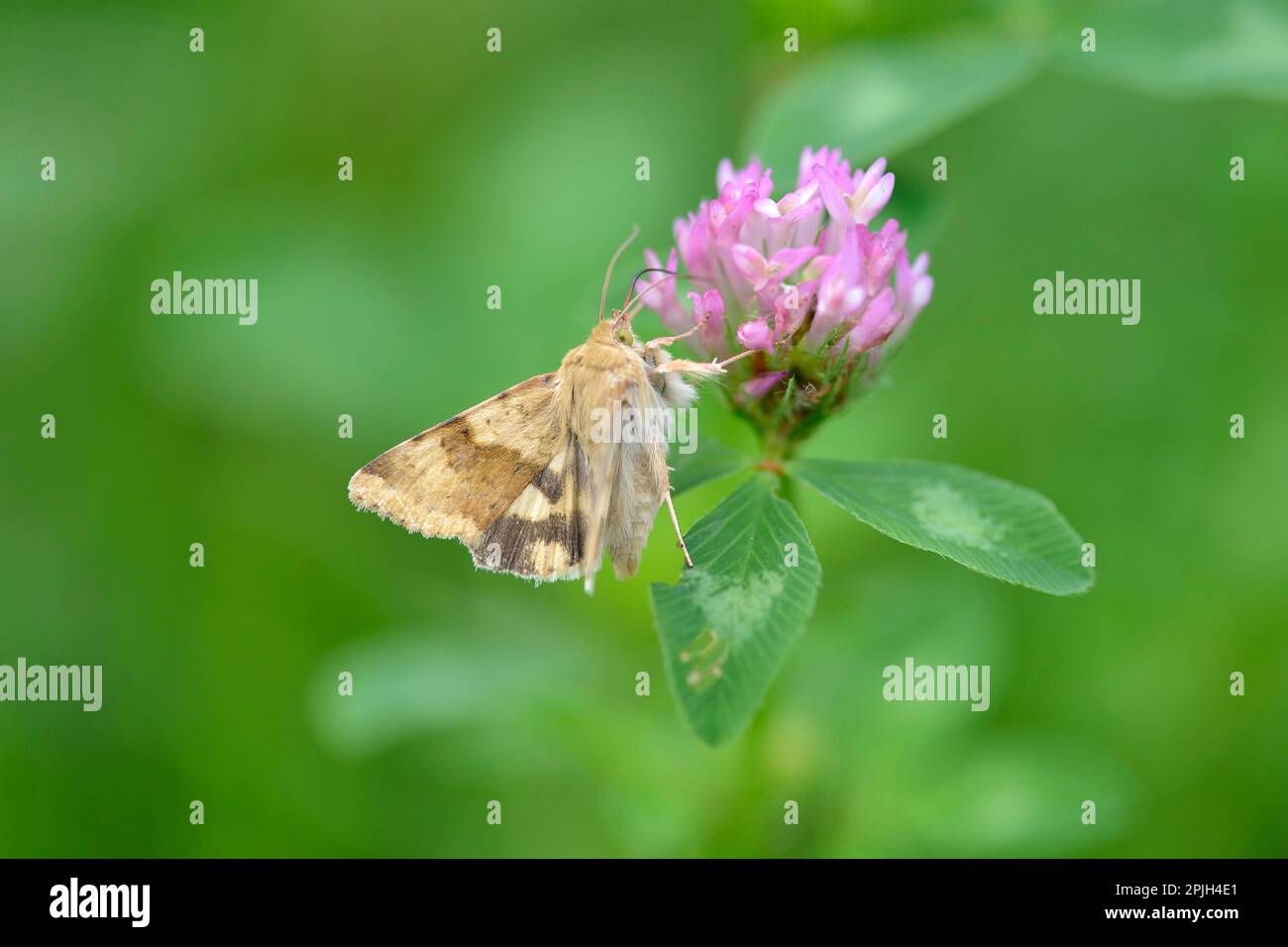 Cardoon Sun Owl Stock Photo - Alamy
