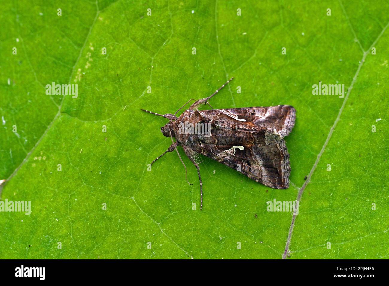 Gamma owl hi-res stock photography and images - Alamy