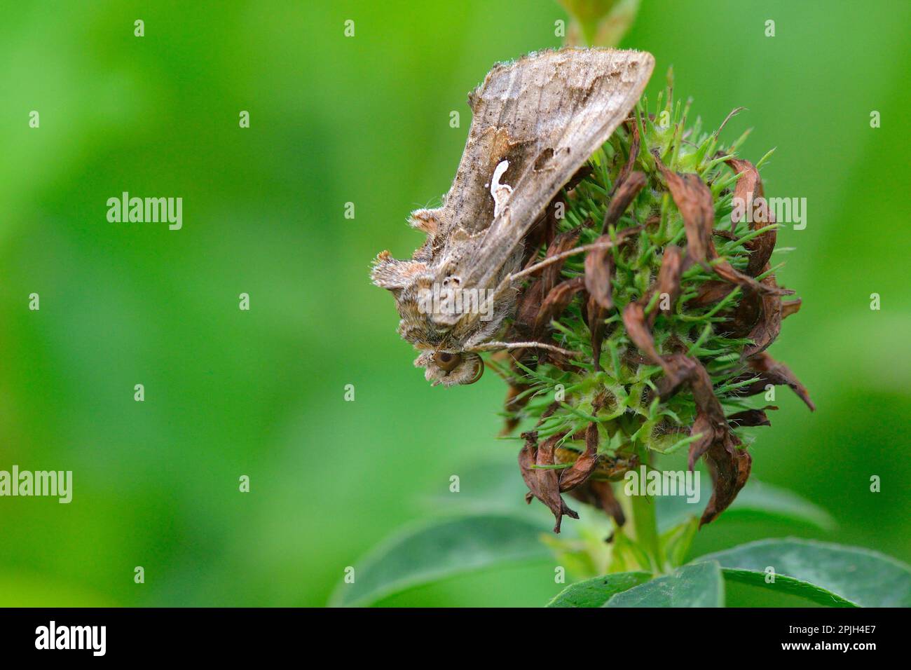Gamma owl hi-res stock photography and images - Alamy