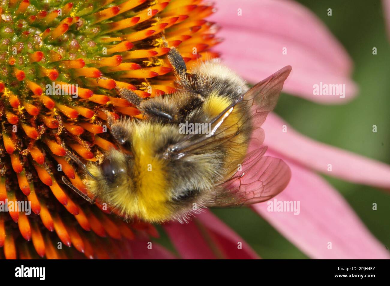Light yellow bumblebee hi-res stock photography and images - Alamy