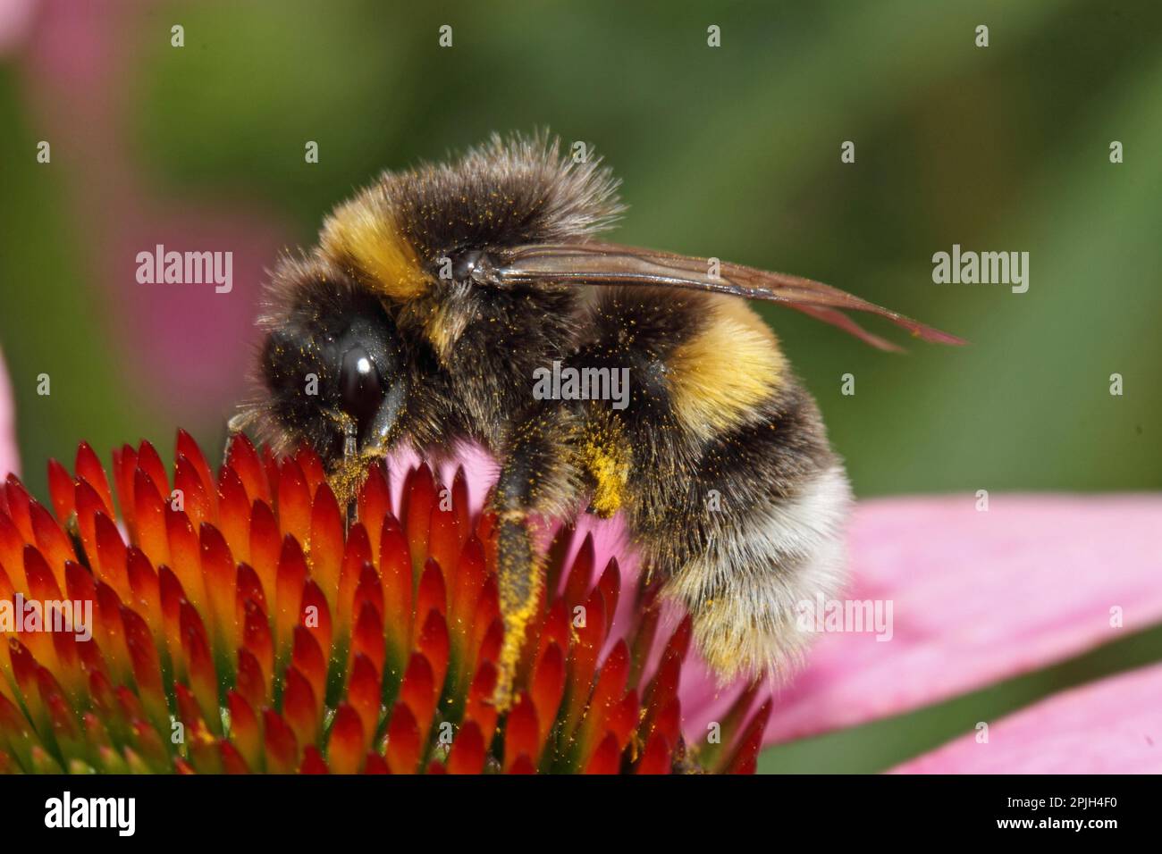 Bumblebee side view hi-res stock photography and images - Alamy