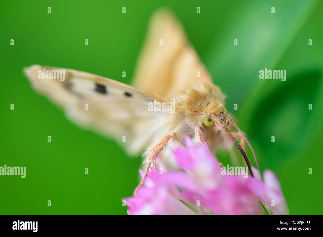 Cardoon Sun Owl Stock Photo - Alamy