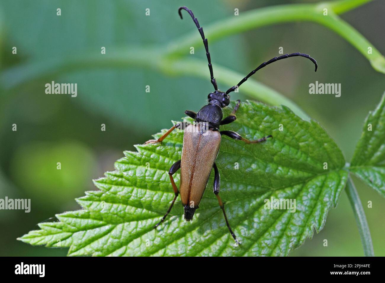 Red-necked buck, male Stock Photo - Alamy