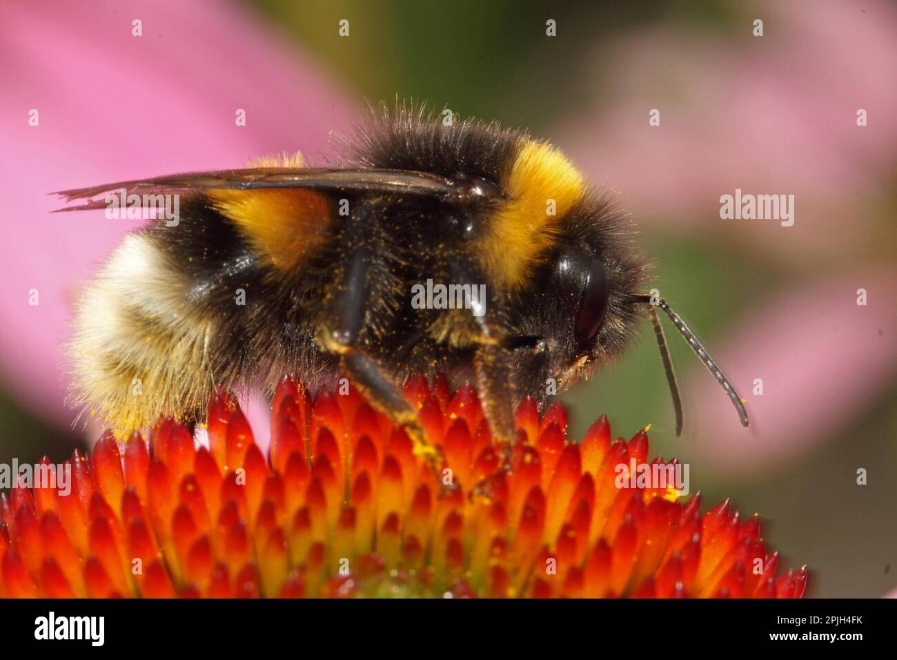 Bumblebee side view hi-res stock photography and images - Alamy