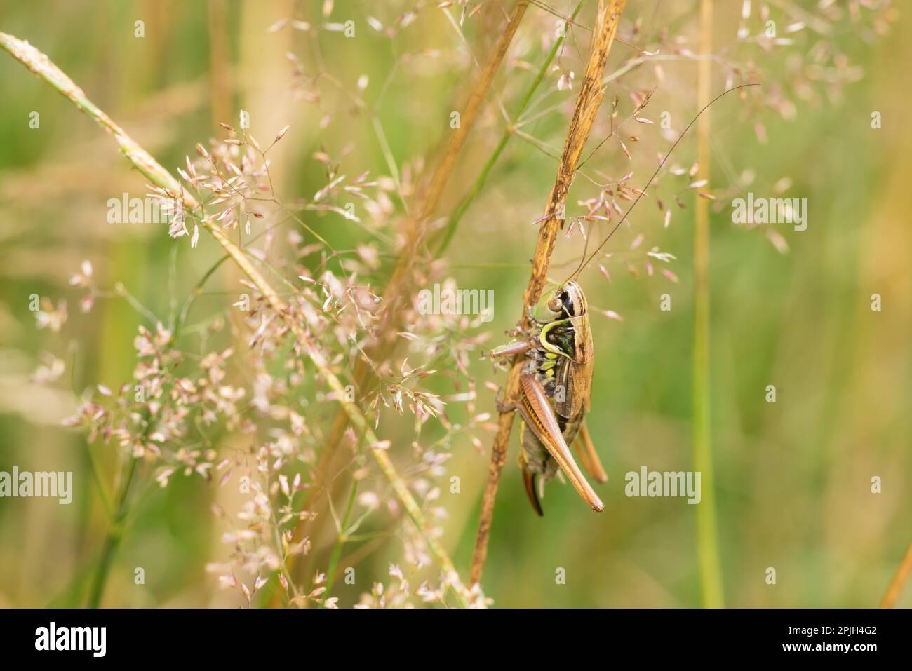 Roesel's bite insect Stock Photo - Alamy