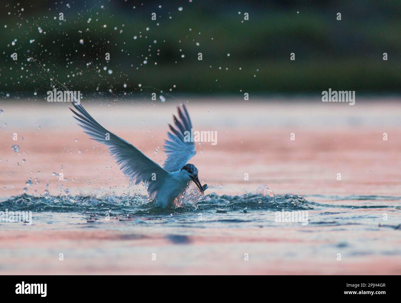 Tern fly dusk hi-res stock photography and images - Alamy