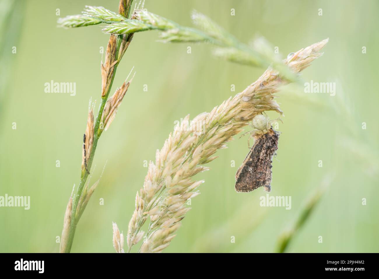 Crab spider eats moths Stock Photo - Alamy