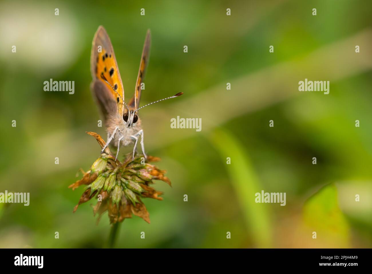 Large fire butterfly hi-res stock photography and images - Alamy