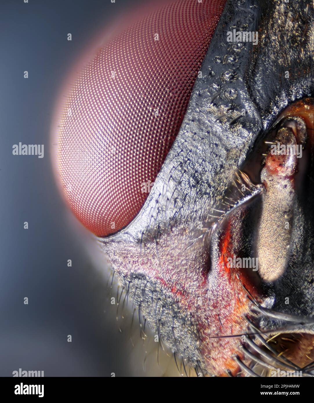 Fly eye hi-res stock photography and images - Alamy