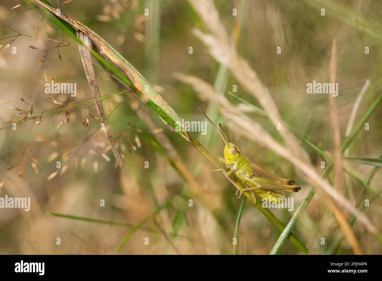 Grasshopper of europe hi-res stock photography and images - Alamy