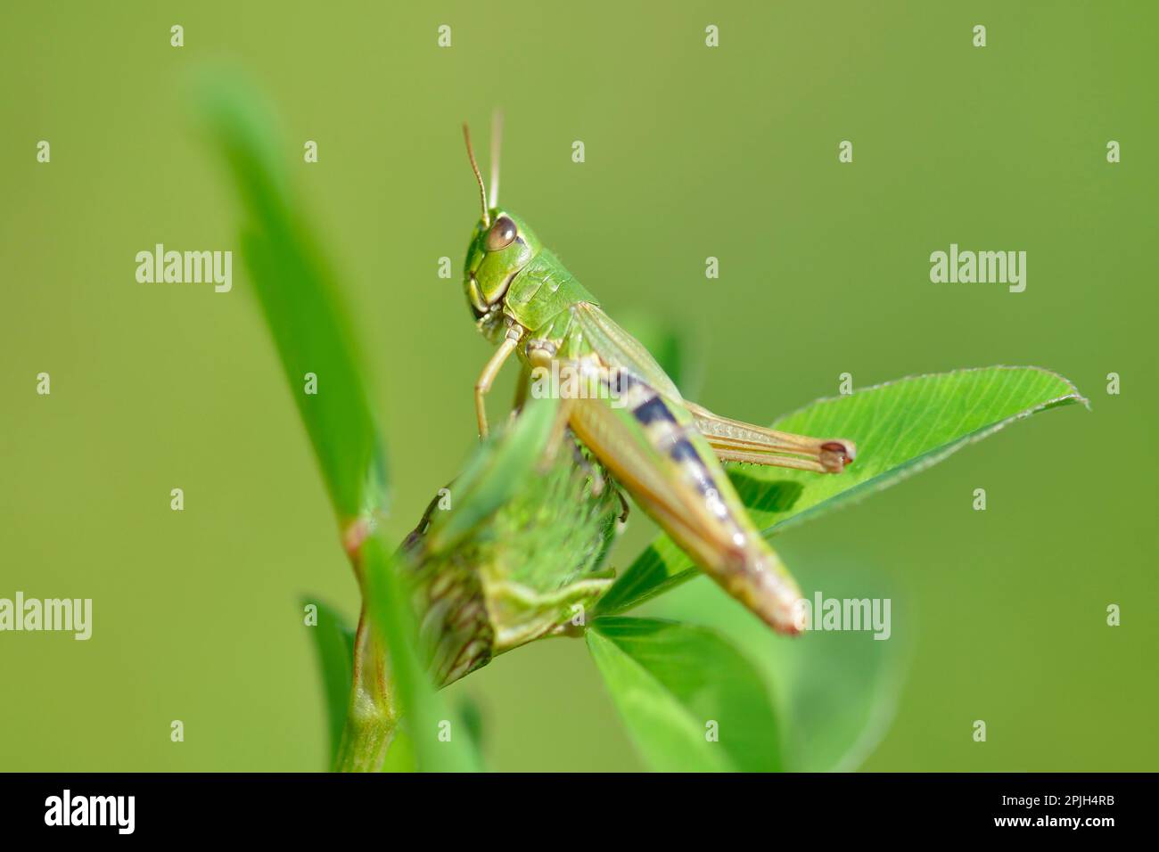 Mature grasshopper hi-res stock photography and images - Alamy