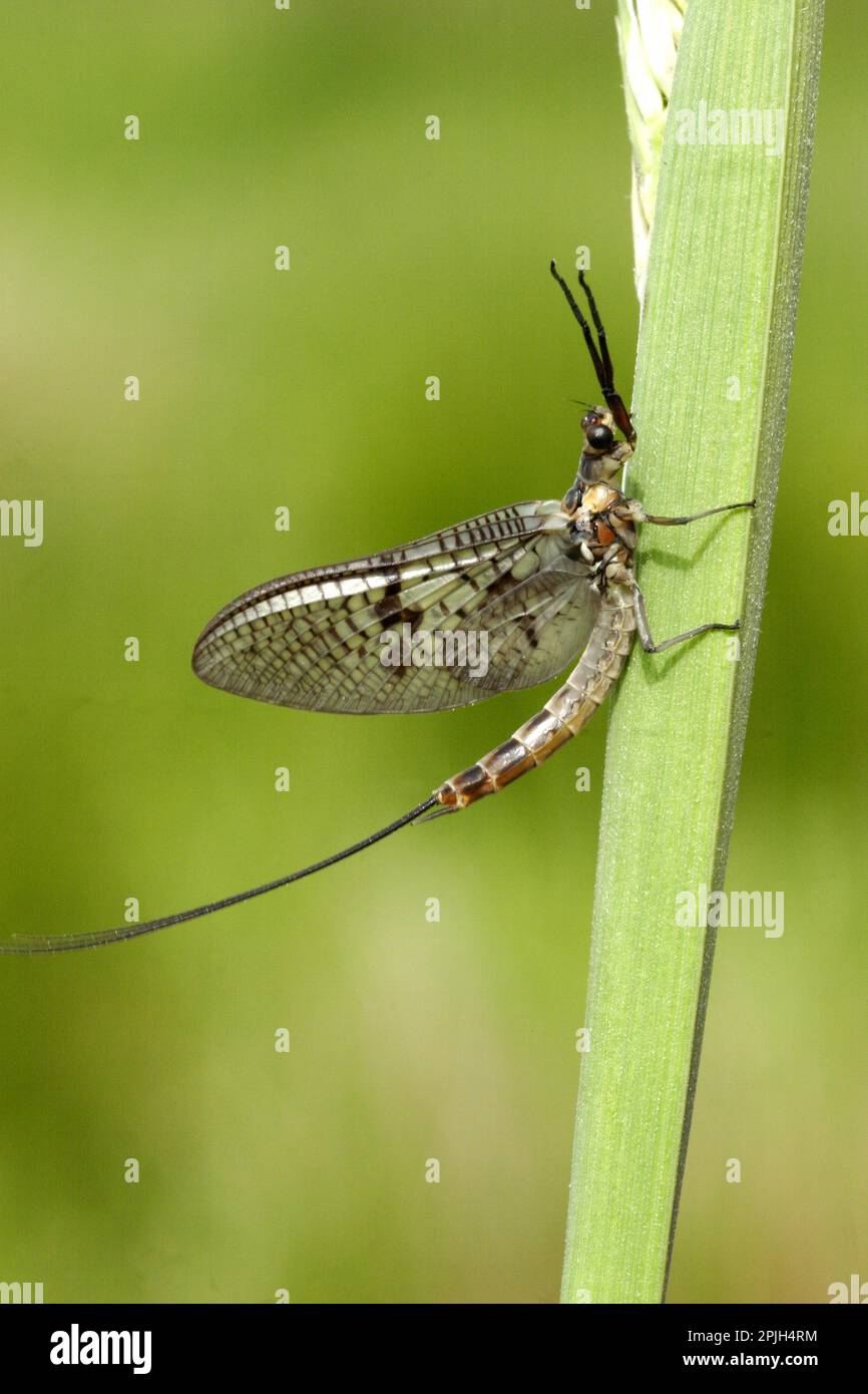 Adult mayfly hi-res stock photography and images - Alamy