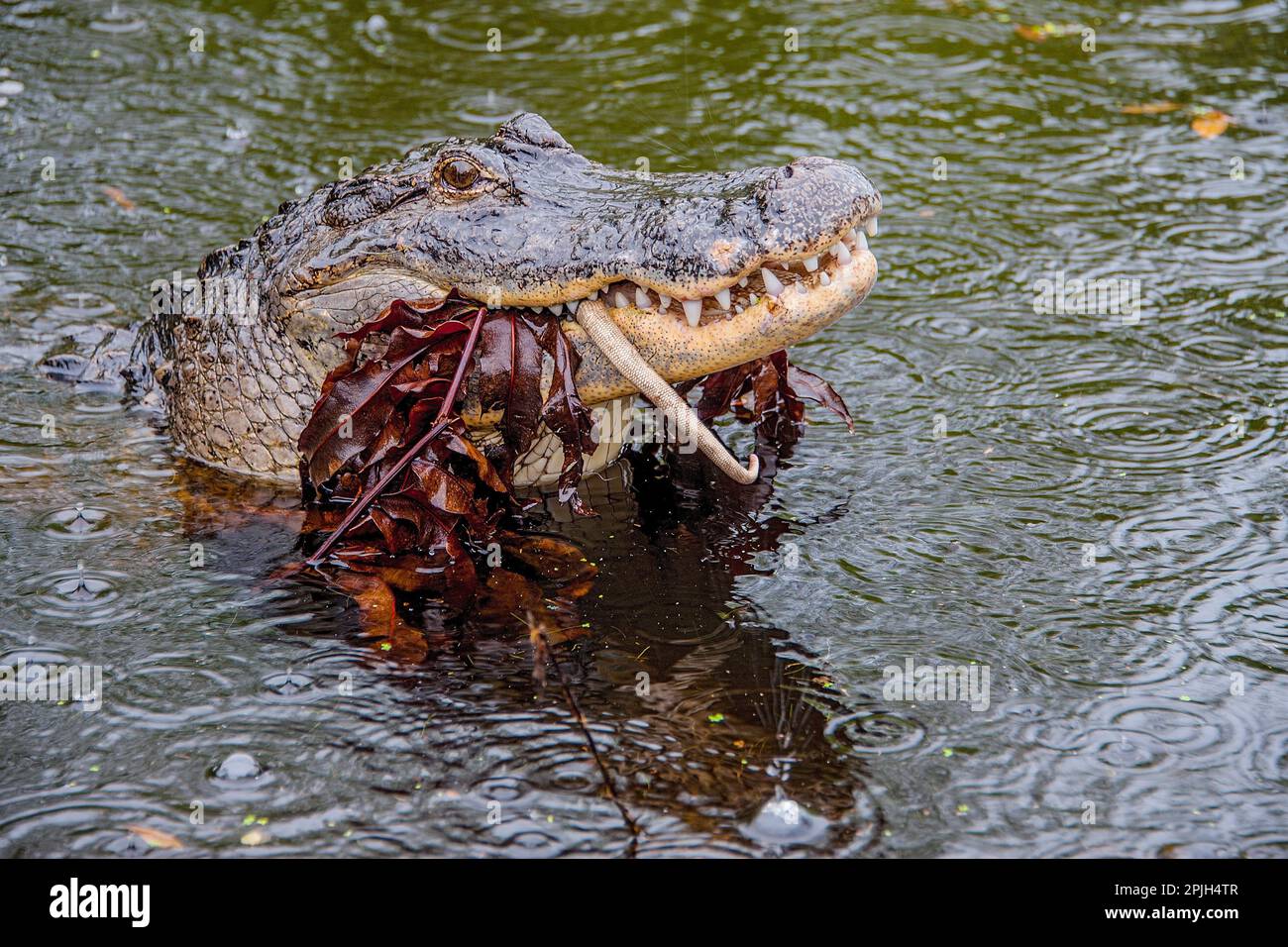 American alligator (Alligator mississippiensis Stock Photo - Alamy