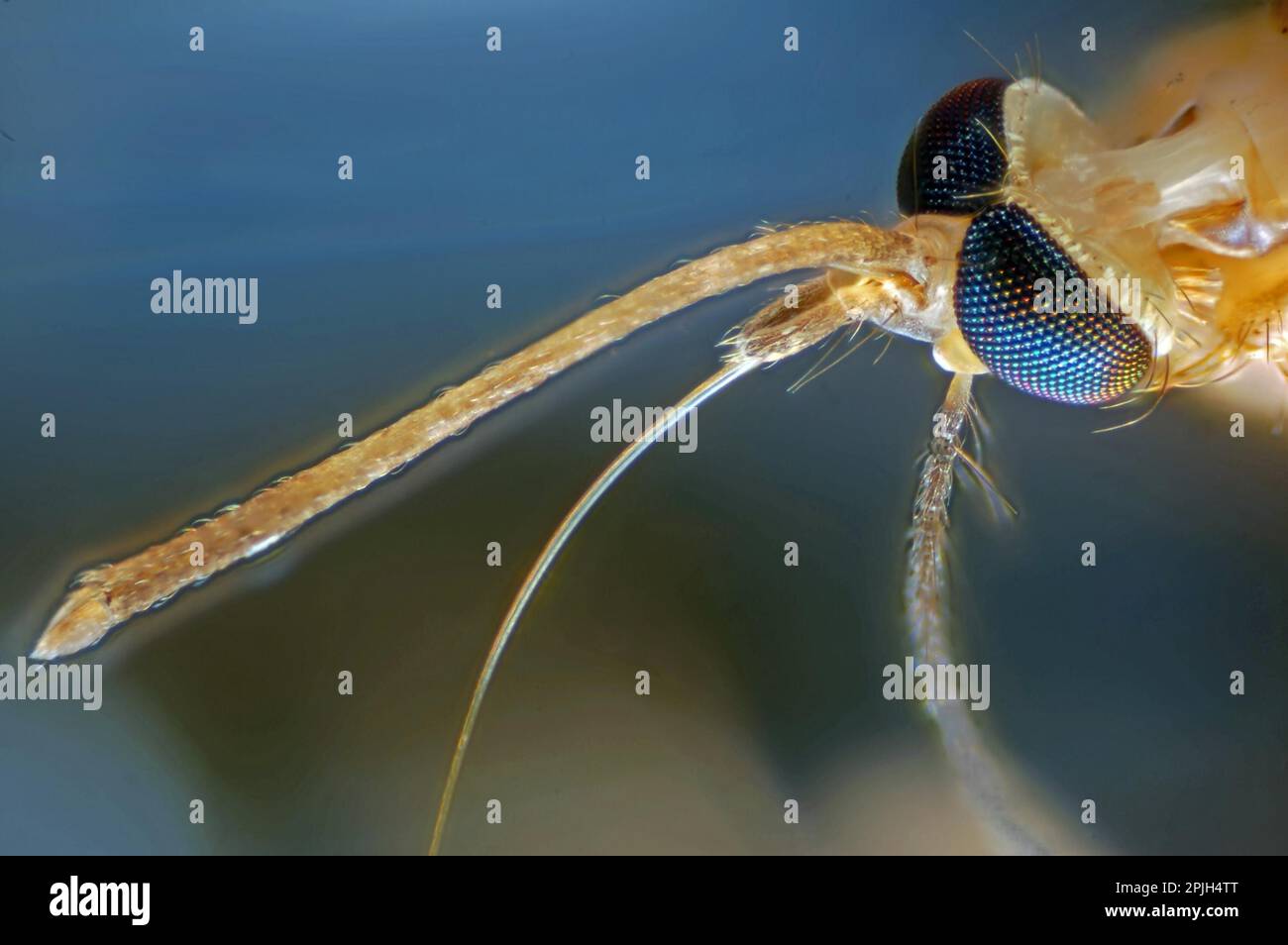 Mosquito head hi-res stock photography and images - Alamy