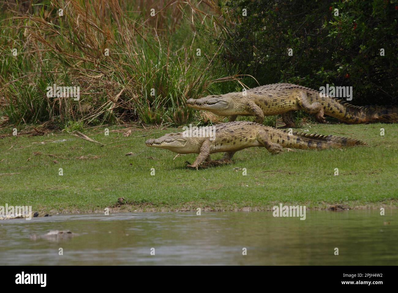 Crocodiles walk hi-res stock photography and images - Alamy
