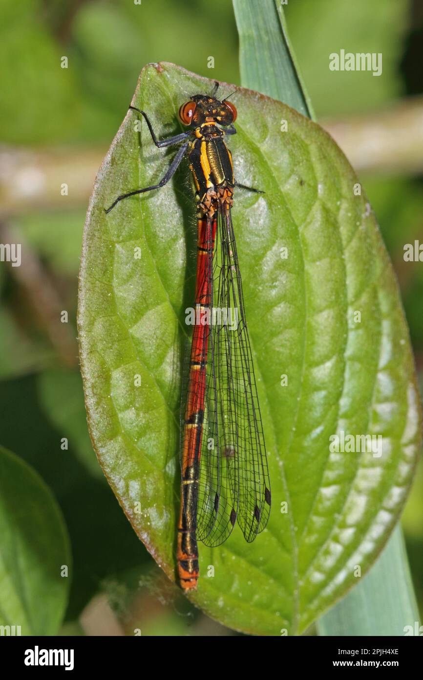 Large Red Damselfly Stock Photo - Alamy