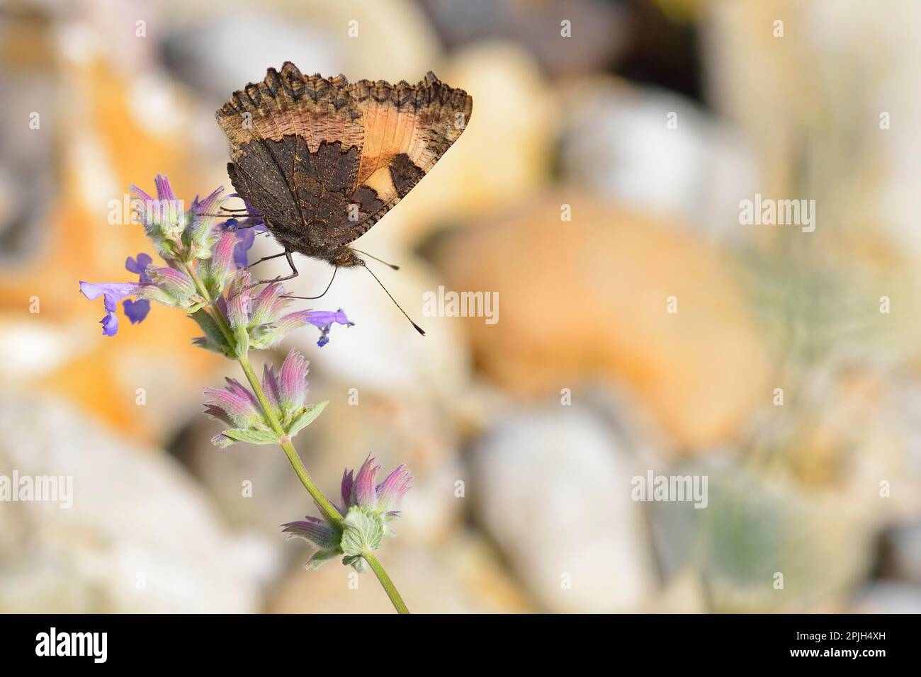 Side view small tortoiseshell hi-res stock photography and images - Alamy