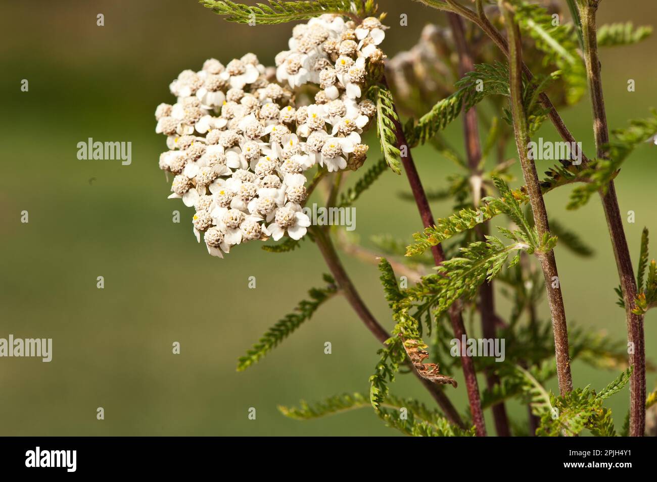 Medicinal yarrow hi-res stock photography and images - Alamy
