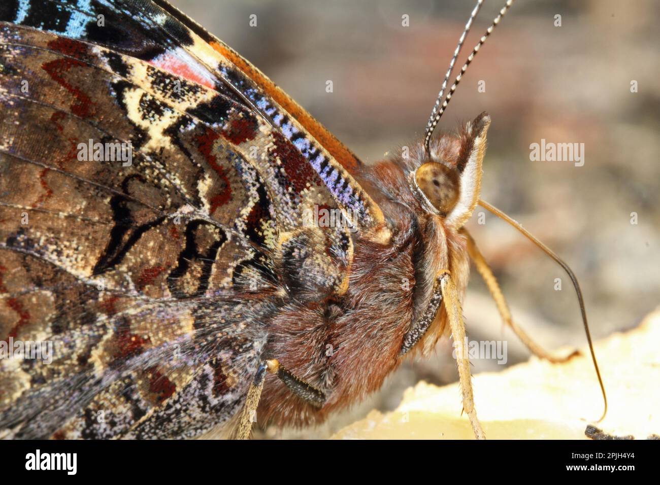Red admiral side view hi-res stock photography and images - Alamy