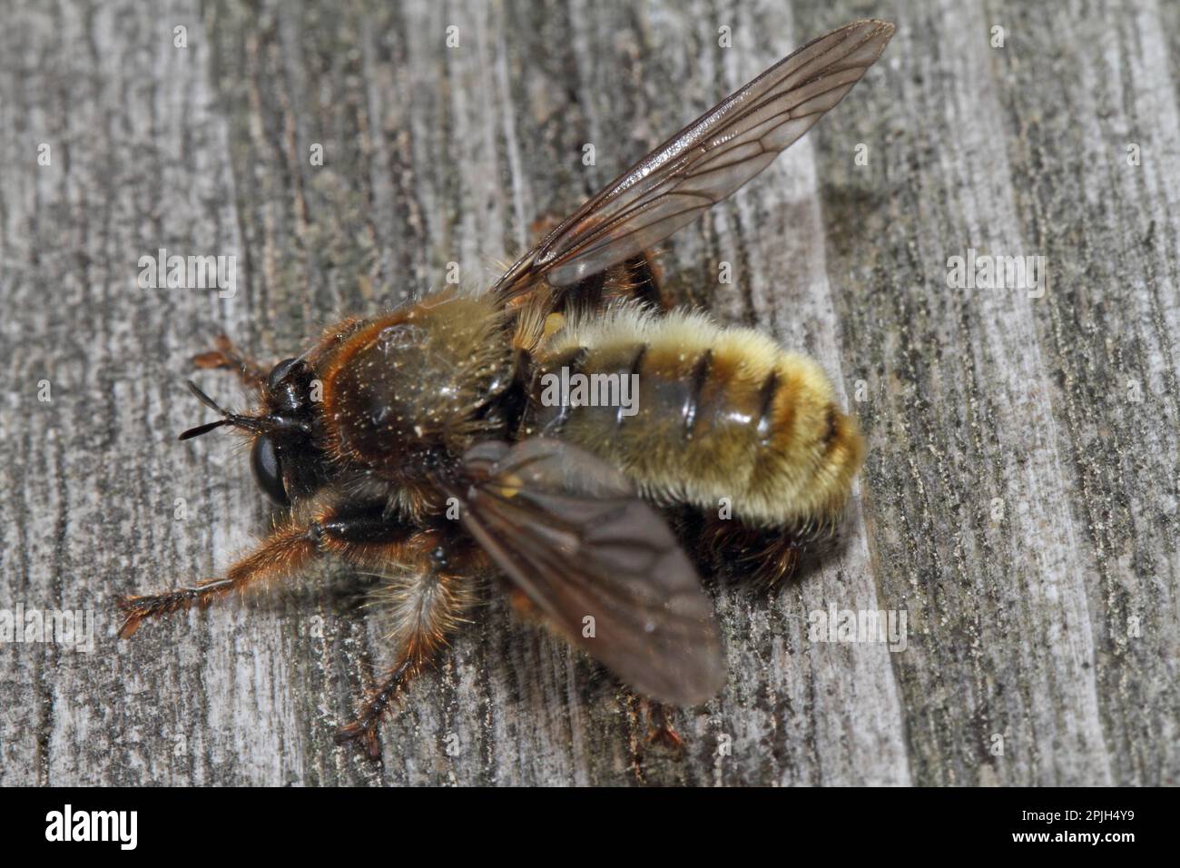 Yellow assassin fly Stock Photo - Alamy
