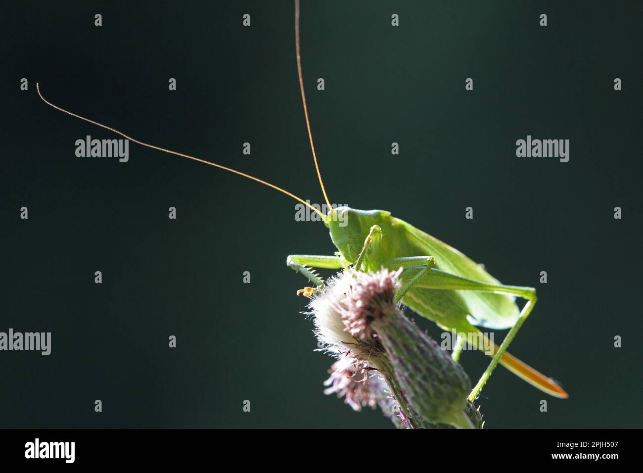 Greater green hayseed Stock Photo - Alamy