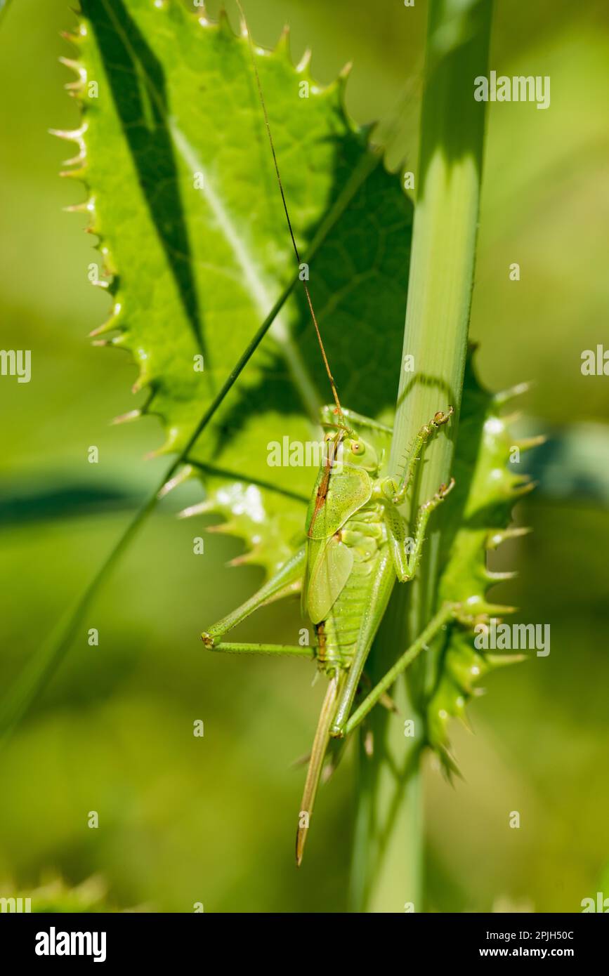 Greater green hayseed Stock Photo - Alamy
