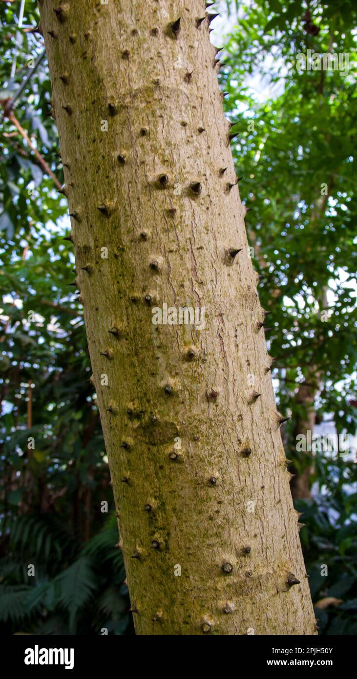 Sandbox tree (Hura crepitans Stock Photo - Alamy
