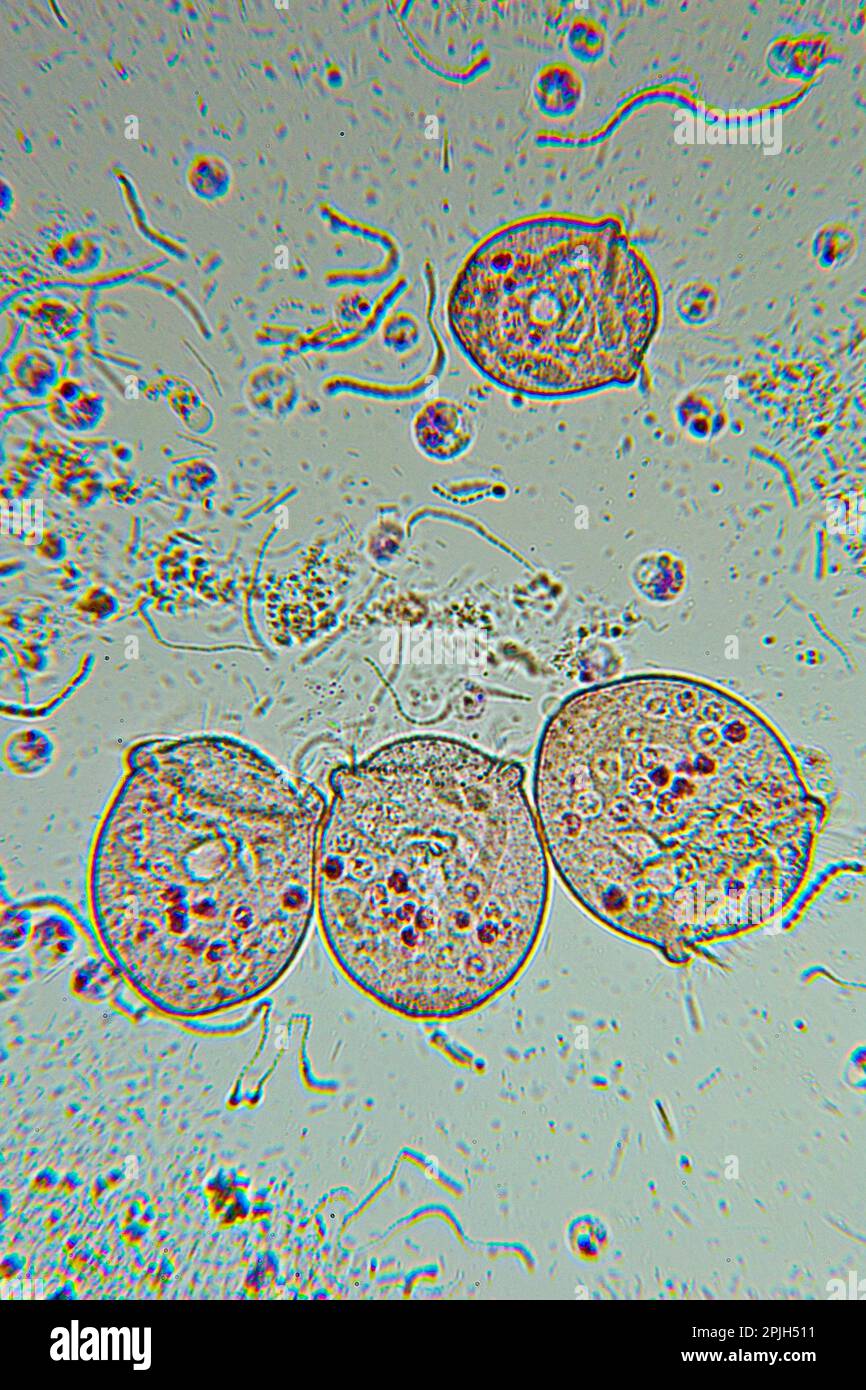Microscopic animals hi-res stock photography and images - Alamy