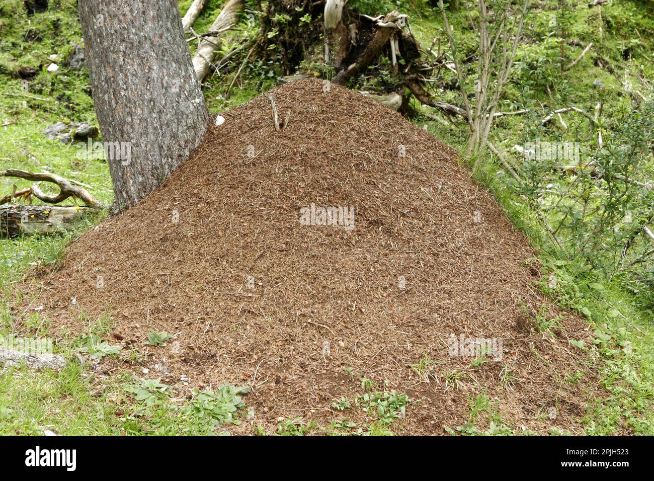 Ant anthill hi-res stock photography and images - Alamy