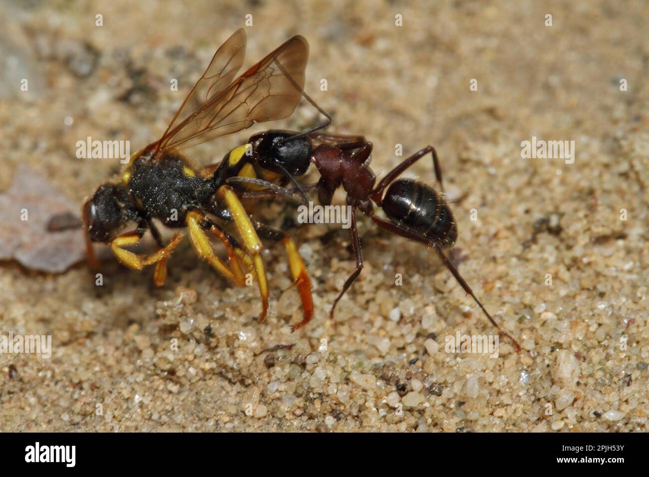 Big carpenter ant hi-res stock photography and images - Alamy