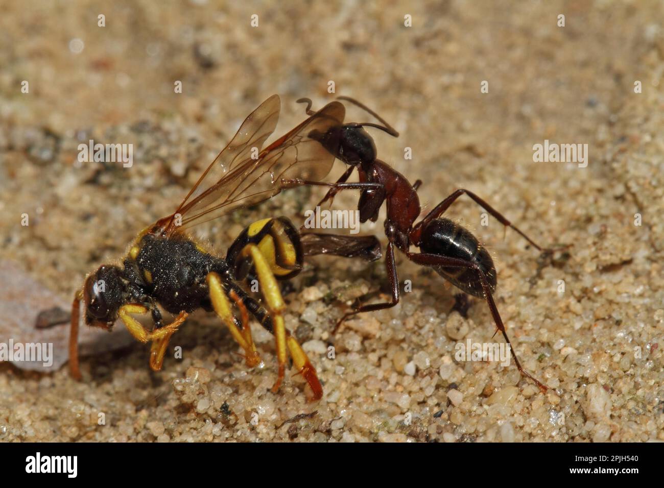 Big carpenter ant hi-res stock photography and images - Alamy